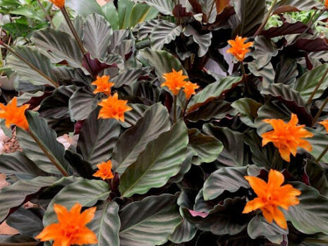 Fire Plant Names the Names That Bring Heat and Color to Your Landscape ...